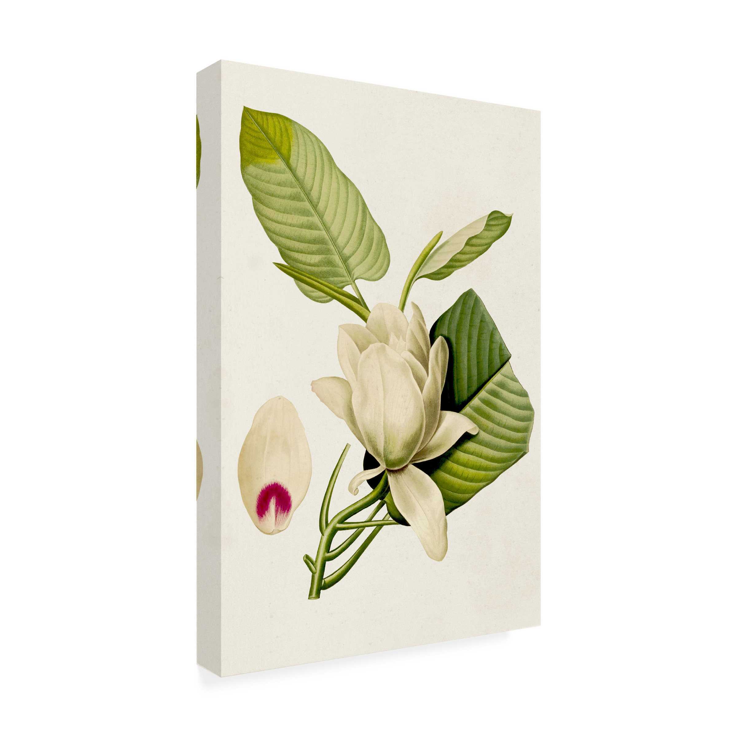 Winston Porter Unknown 'Magnolia Flowers II' Canvas Art - Wayfair Canada