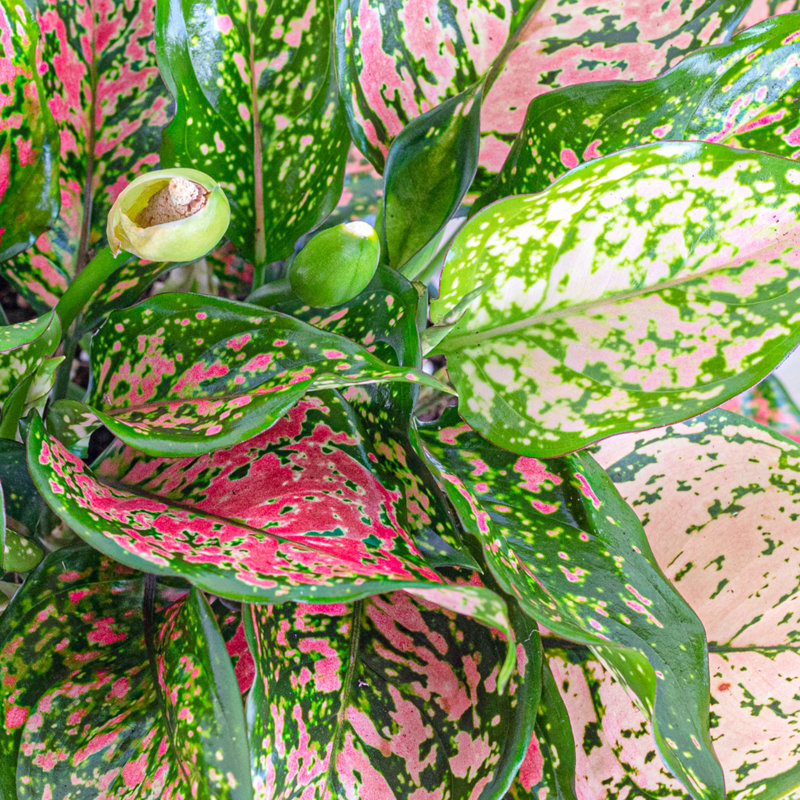 United Nursery Live Chinese Evergreen Plant Aglaonema Ruby Ray Indoor ...