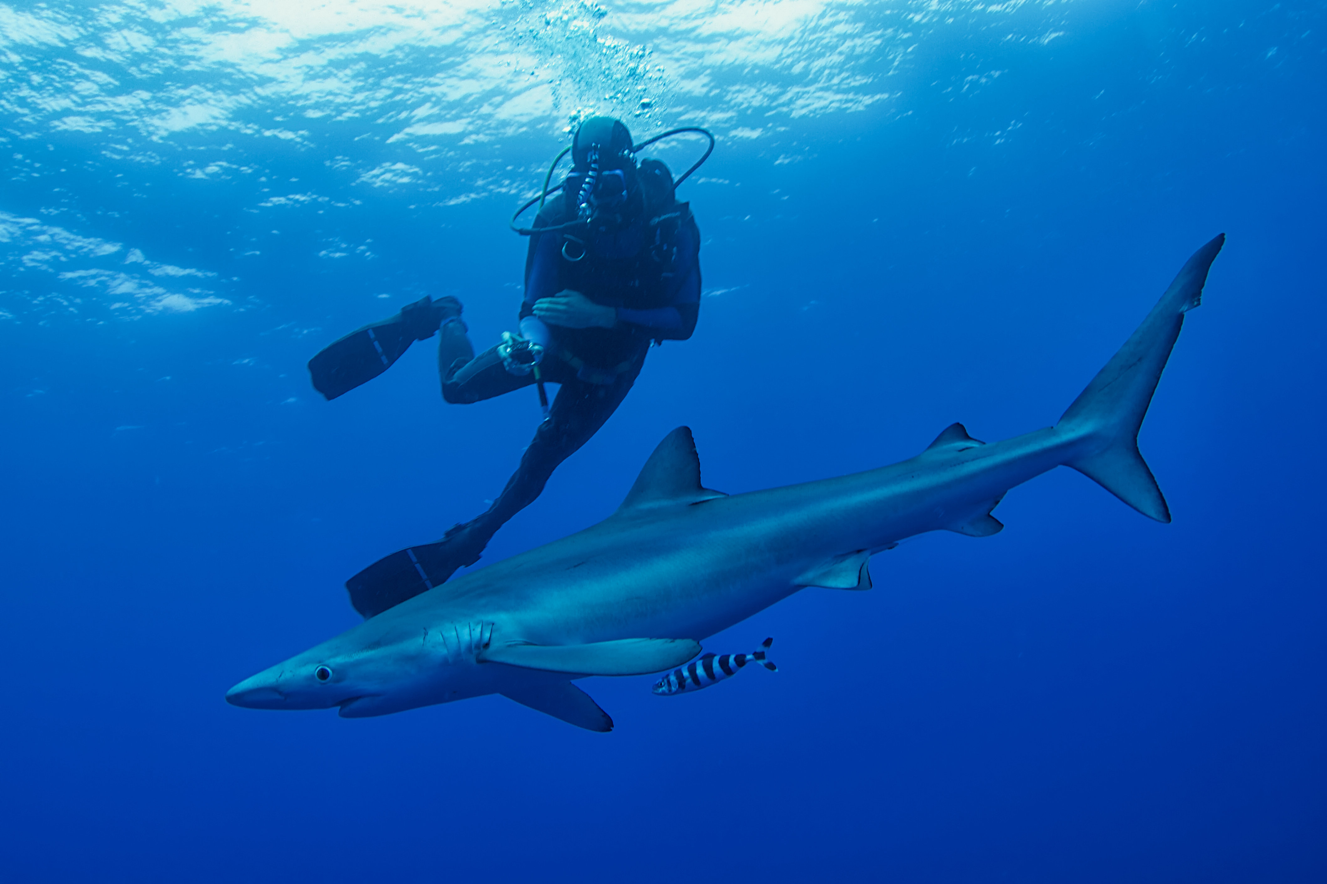 Highland Dunes Blue Shark On Canvas by Vpommeyrol Photograph | Wayfair