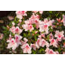 Encore Azalea 1 Gallon Autum Chiffon Encore Azalea Live Low Maintenance ...