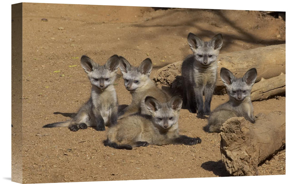 bat eared fox pups