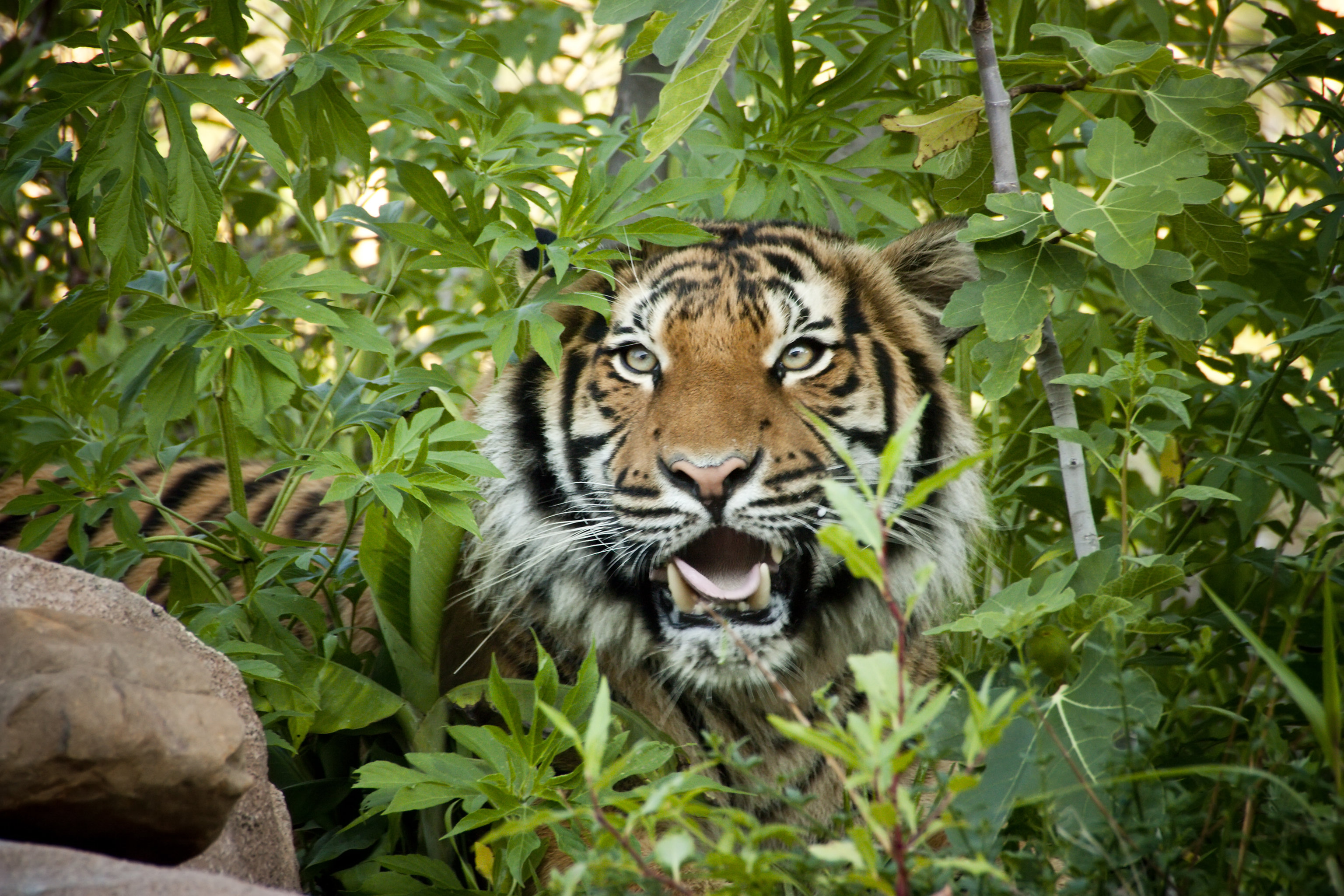 Latitude Run® Stalking Malayan Tiger by Ricardoreitmeyer - Wayfair Canada