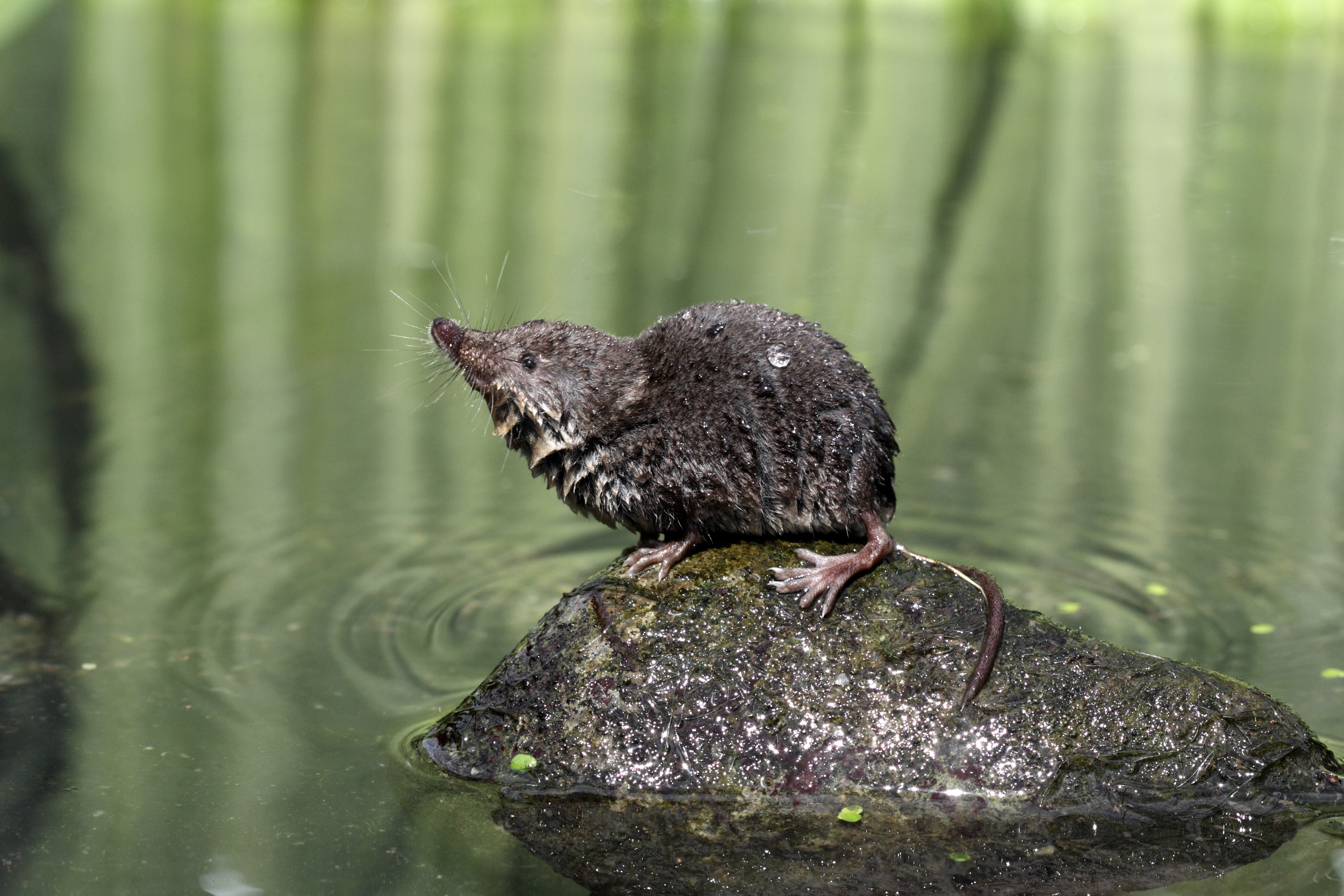 Ebern Designs Water Shrew by Wijixx - Wrapped Canvas Photograph | Wayfair