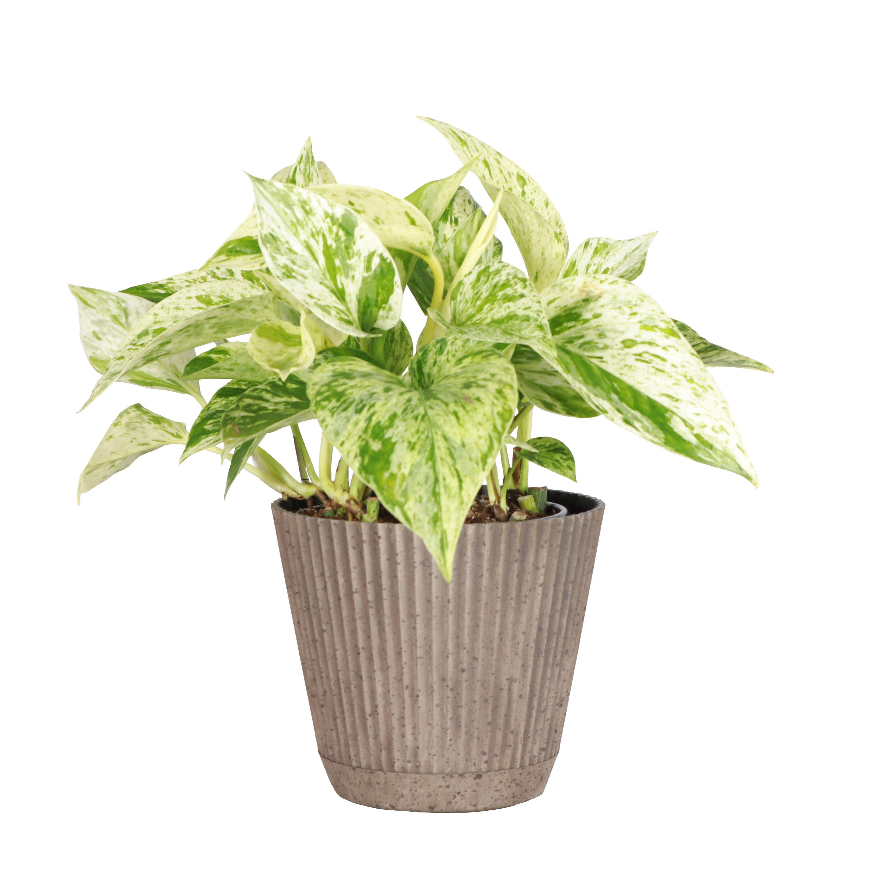 Thorsen's Greenhouse Live Marble Queen Pothos Plant in Ruffle Pot, 4 ...