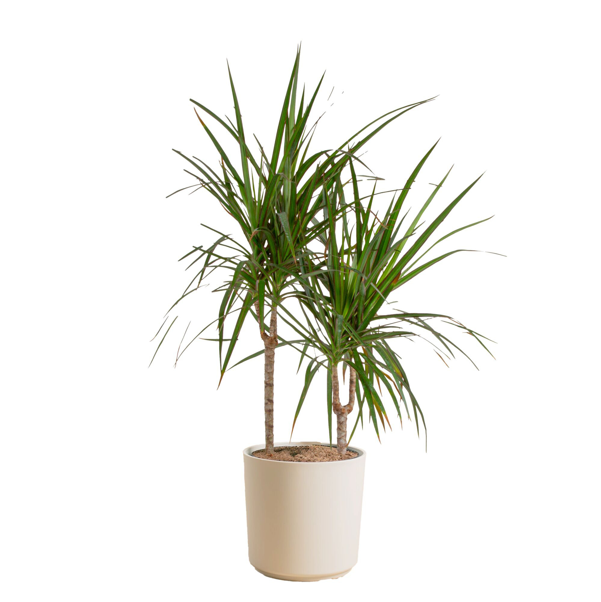 Costa Farms Indoor Dracaena Marginata Madagascar Dragon Tree House ...