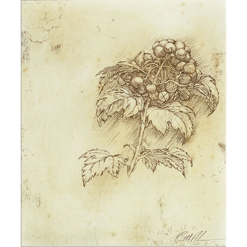 RFA Decor Wild Cherries by Robert Robinson - Wrapped Canvas Painting ...