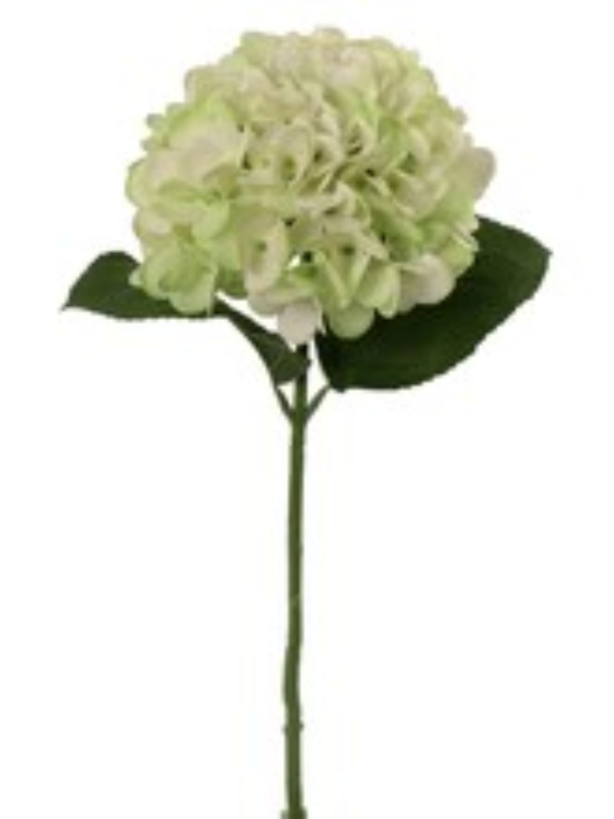Ophelia & Co. Delicate 18-inch Light Green Hydrangea Stem - Stunning 7 ...