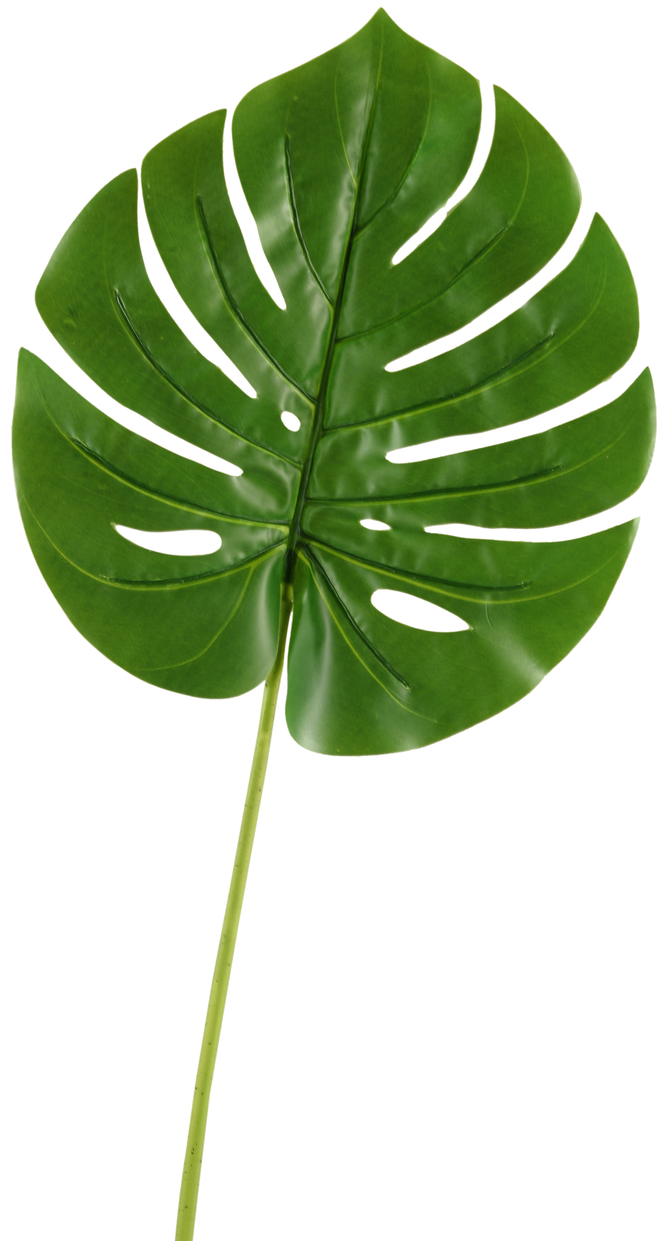 Bay Isle Home Medium Split Leaf Philo Stem & Reviews | Wayfair