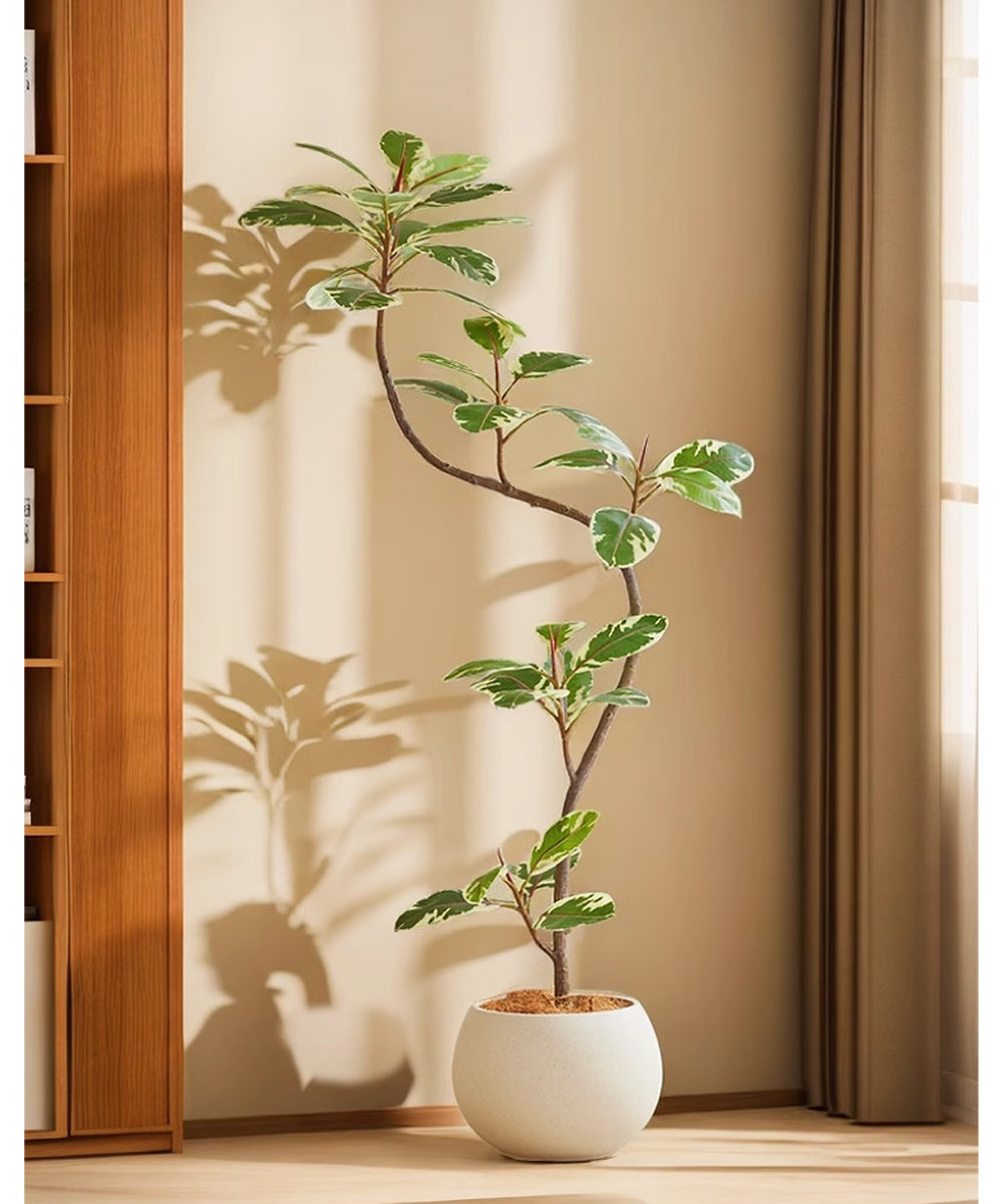 Stella Trek Simulation Green Rubber Tree Banyan Living Room Decoration ...