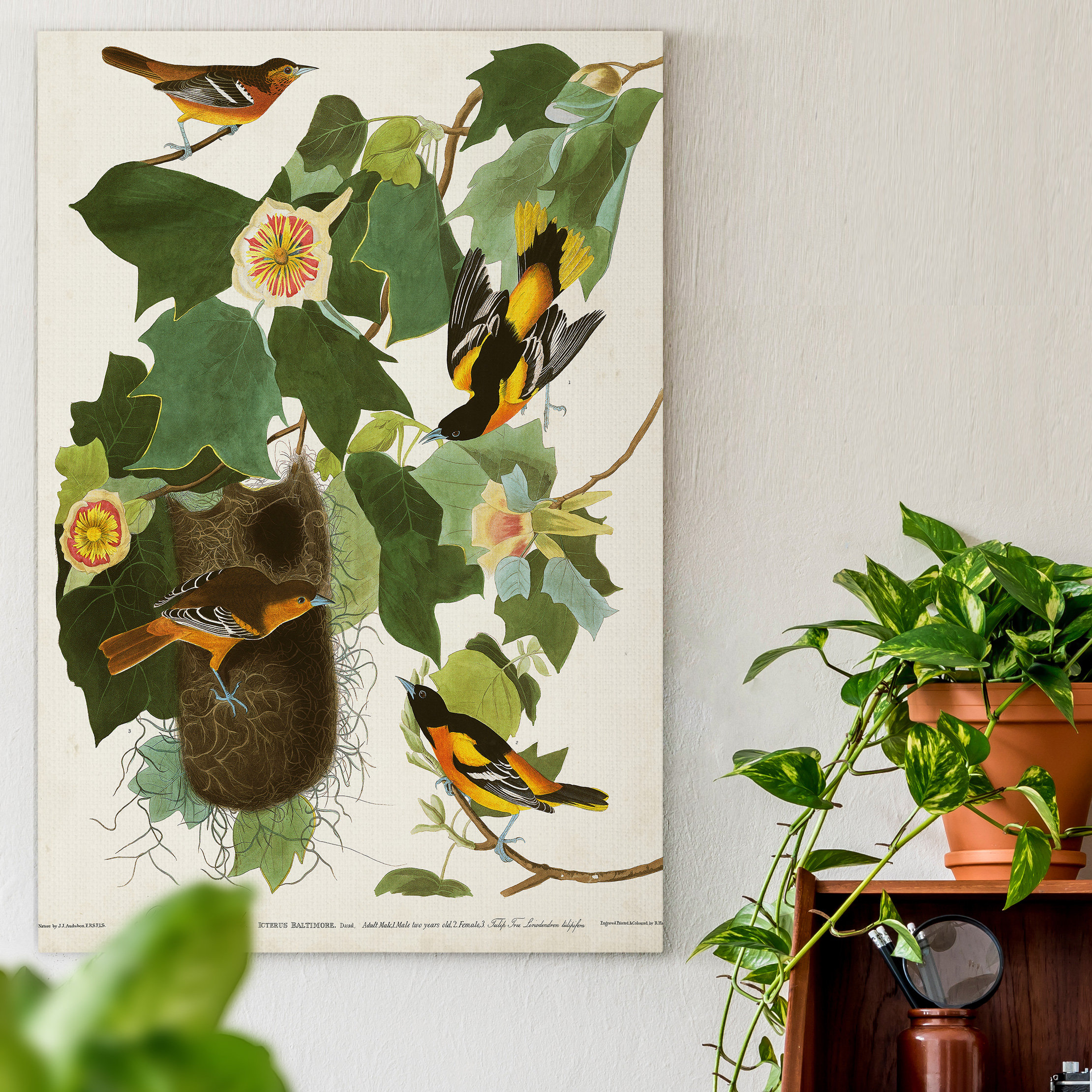 Charlton Home Pl 12 Baltimore Oriole - Print on Canvas - Wayfair Canada