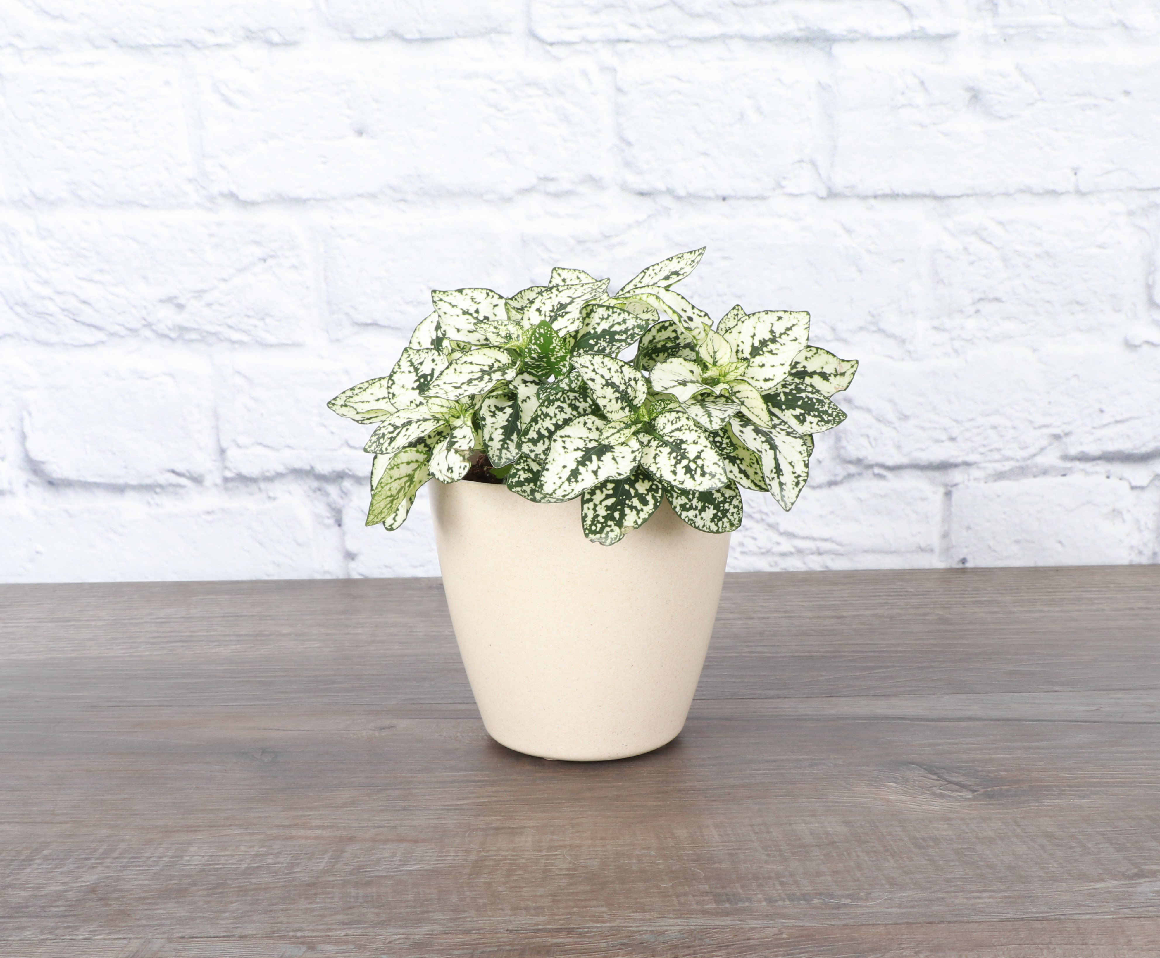 Thorsen's Greenhouse Live White Splash Polka Dot Plant in Biodegradable ...