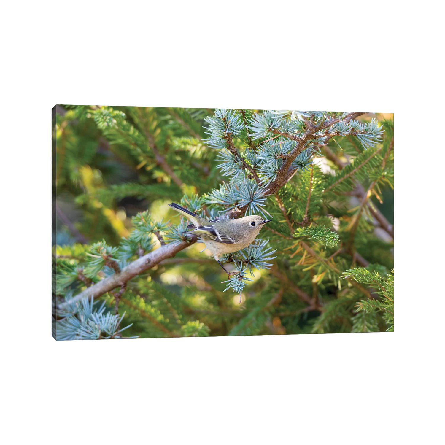 East Urban Home Ruby-Crowned Kinglet (Regulus Calendula) Immature in ...