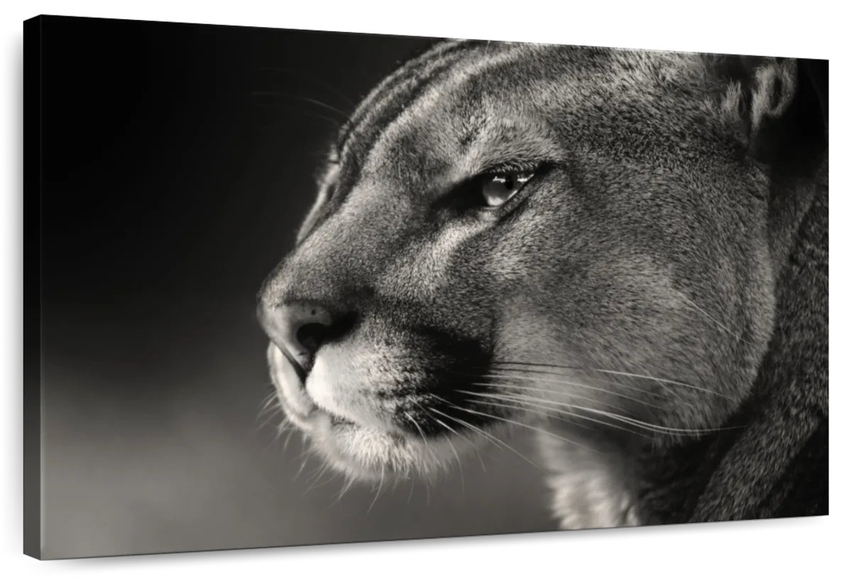 Ebern Designs Brampt Cougar Face - Wayfair Canada