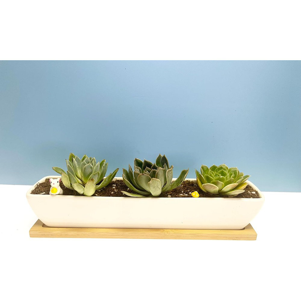 Wrought Studio™ White Rectangular Long Succulent Planter Pot,11.1X2.36 ...