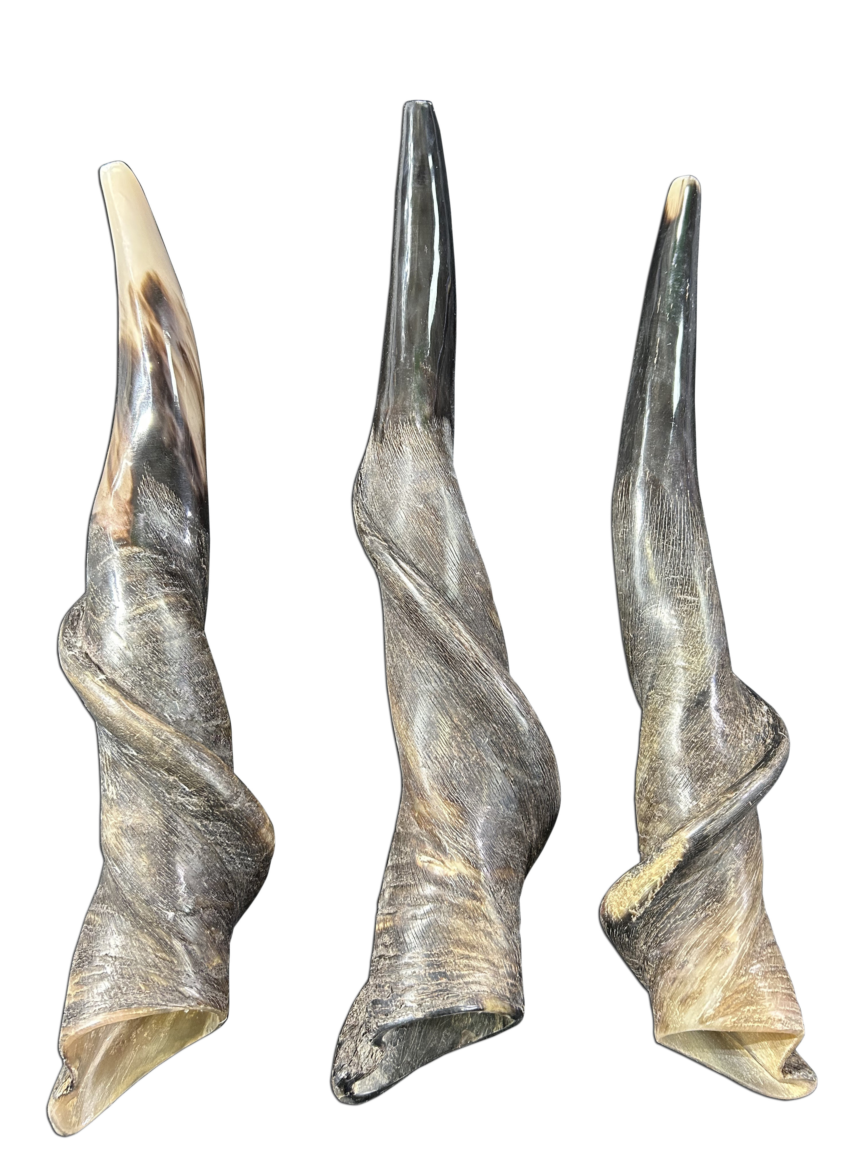 Red Barrel Studio Polished Eland Horn Shofar | Wayfair