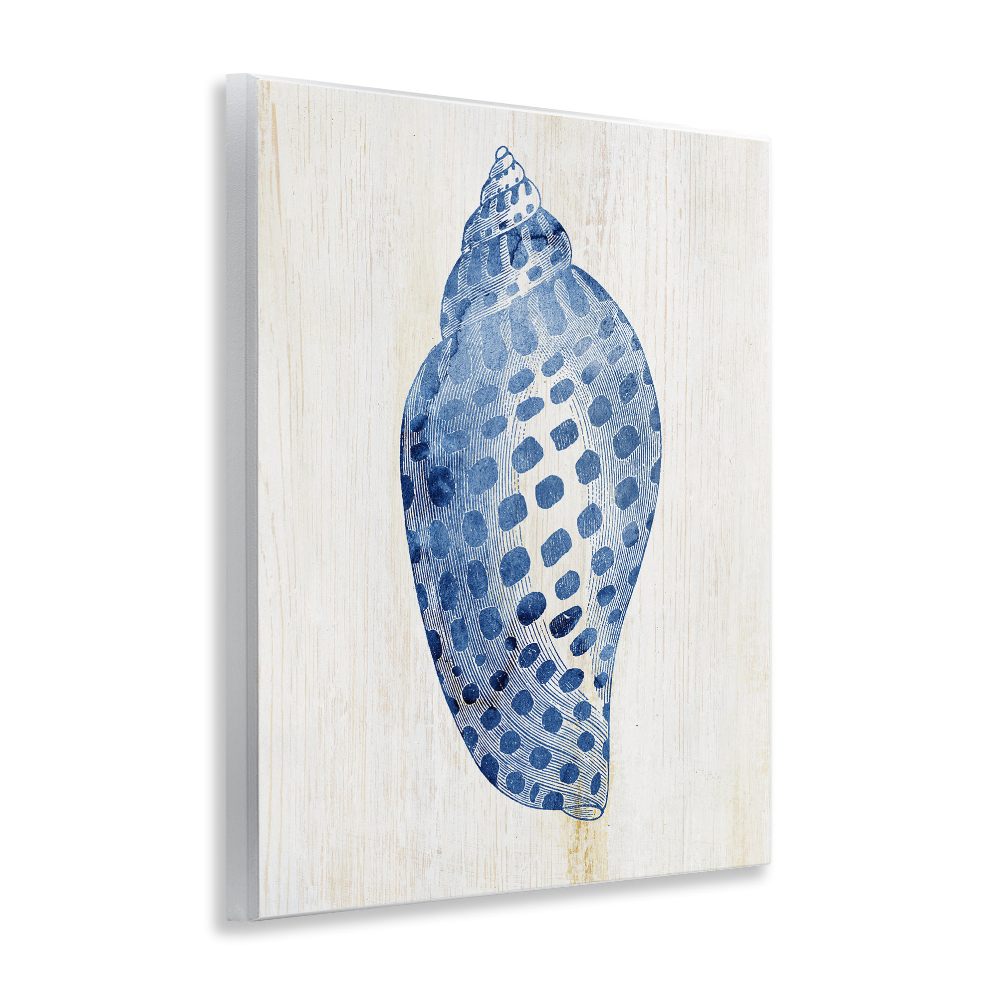 Breakwater Bay Spotted Blue Cowrie Shell Wall Plaque, design by Susan ...