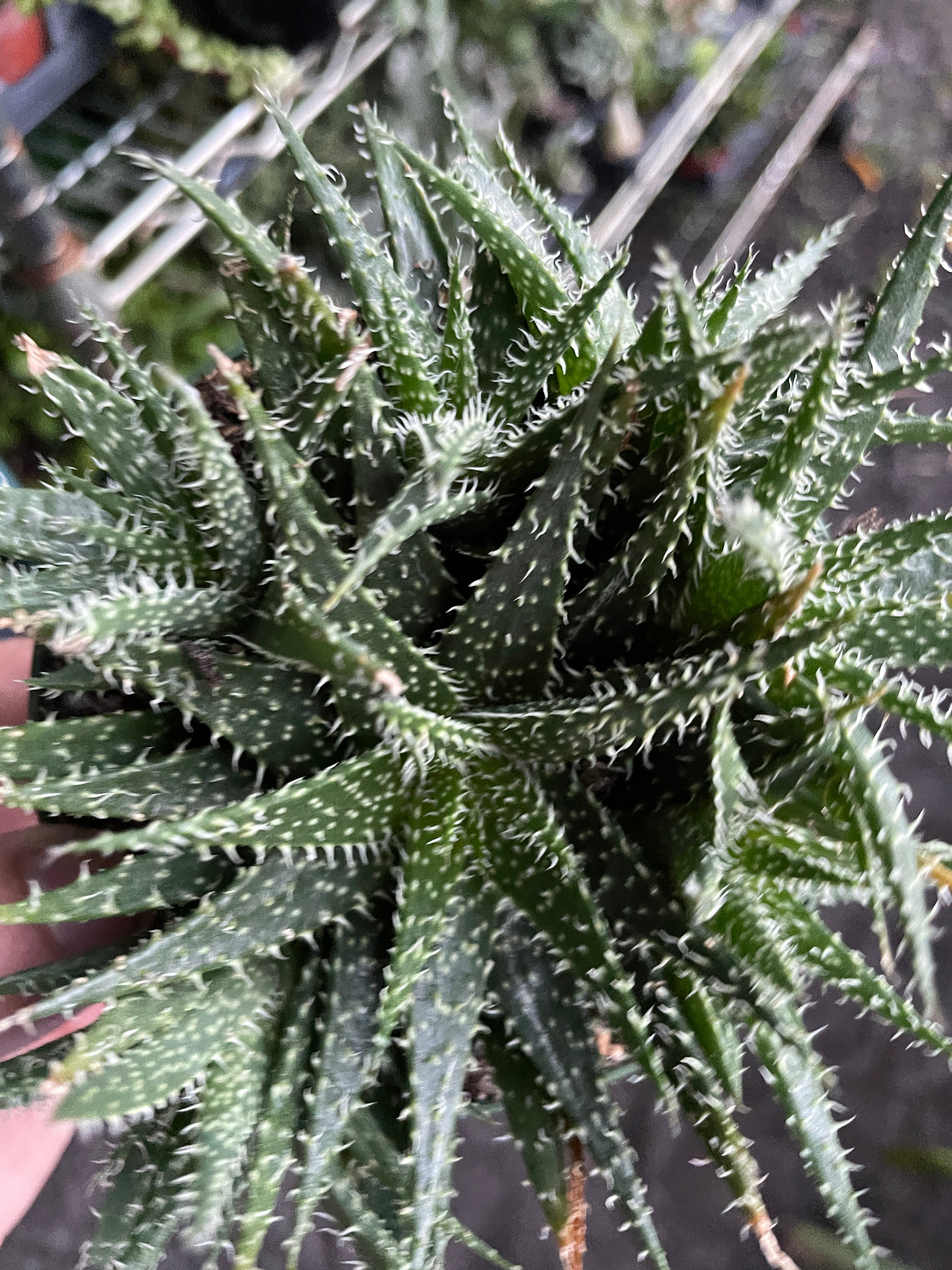 Florida House Plants Full Lace Aloe Big Haworthia In 4 Inch Pot | Wayfair