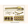 Buyenlarge 'Skeleton and Skin of Boid Snake' by Albertus Seba Graphic ...
