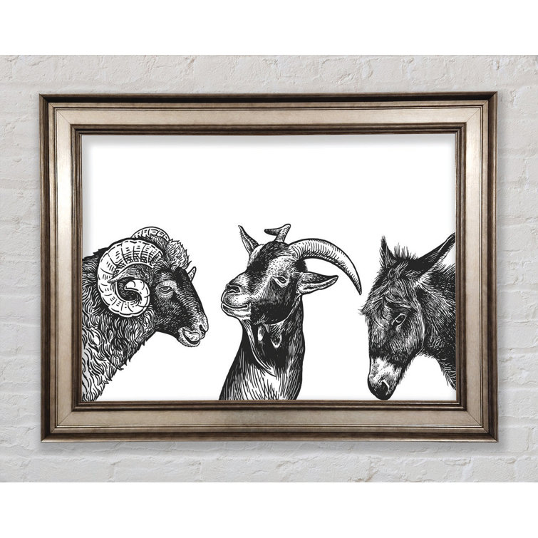 Bright Star Goat Sheep Donkey - Single Picture Frame Art Prints ...
