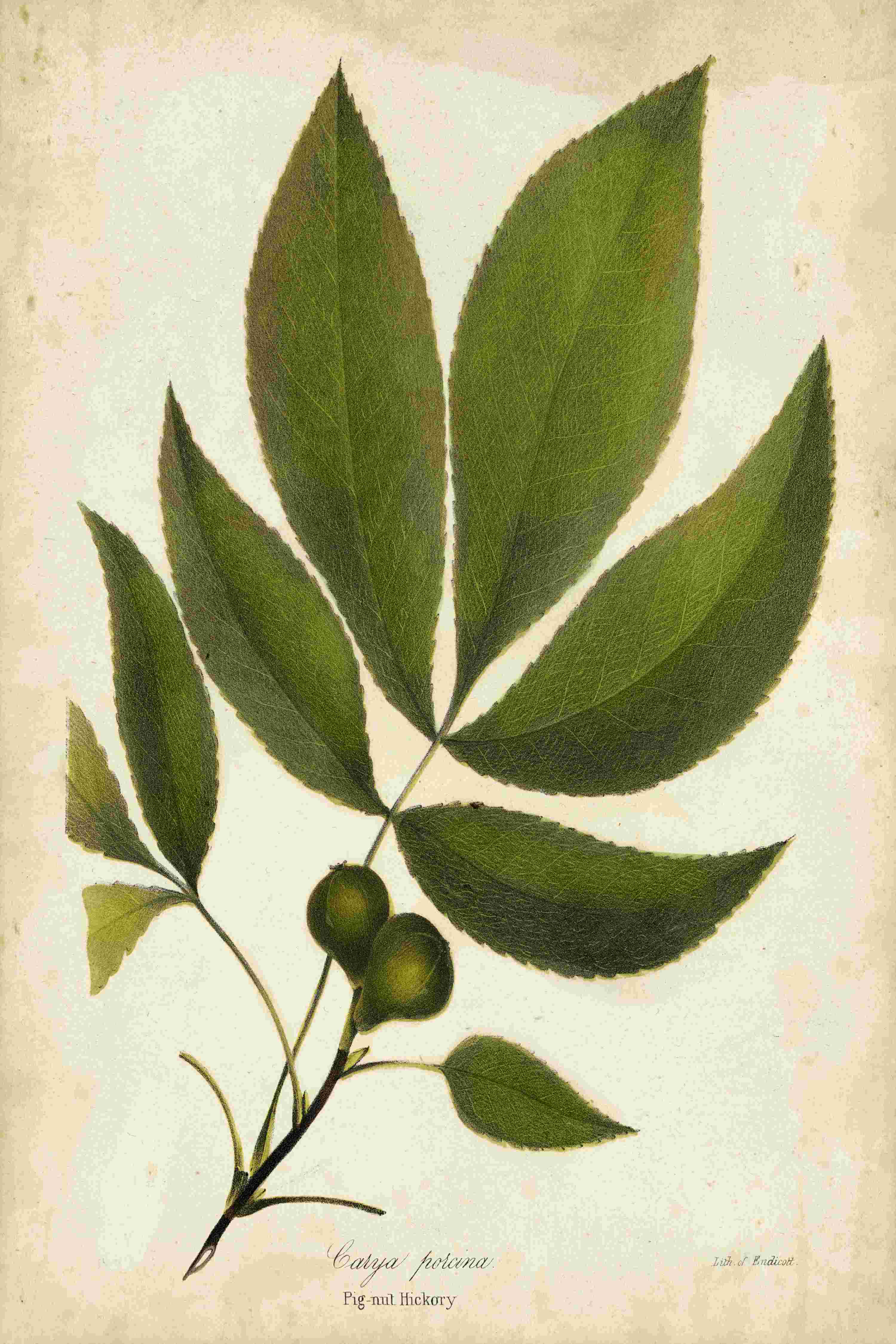 Gracie Oaks Pig-Nut Hickory Tree Foliage - Wayfair Canada