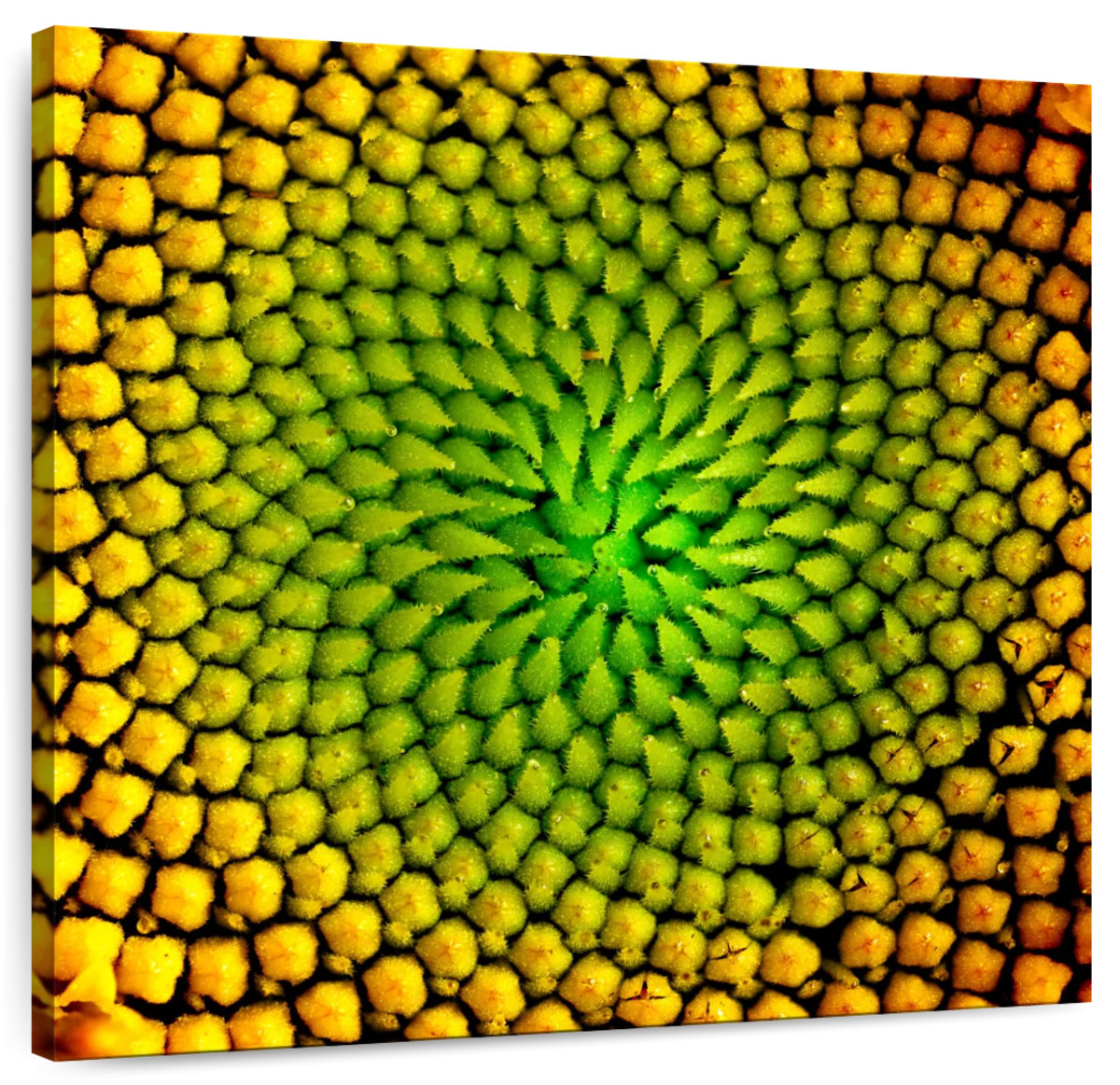 Lark Manor™ Harnek Magnified Sunflower Disc | Wayfair