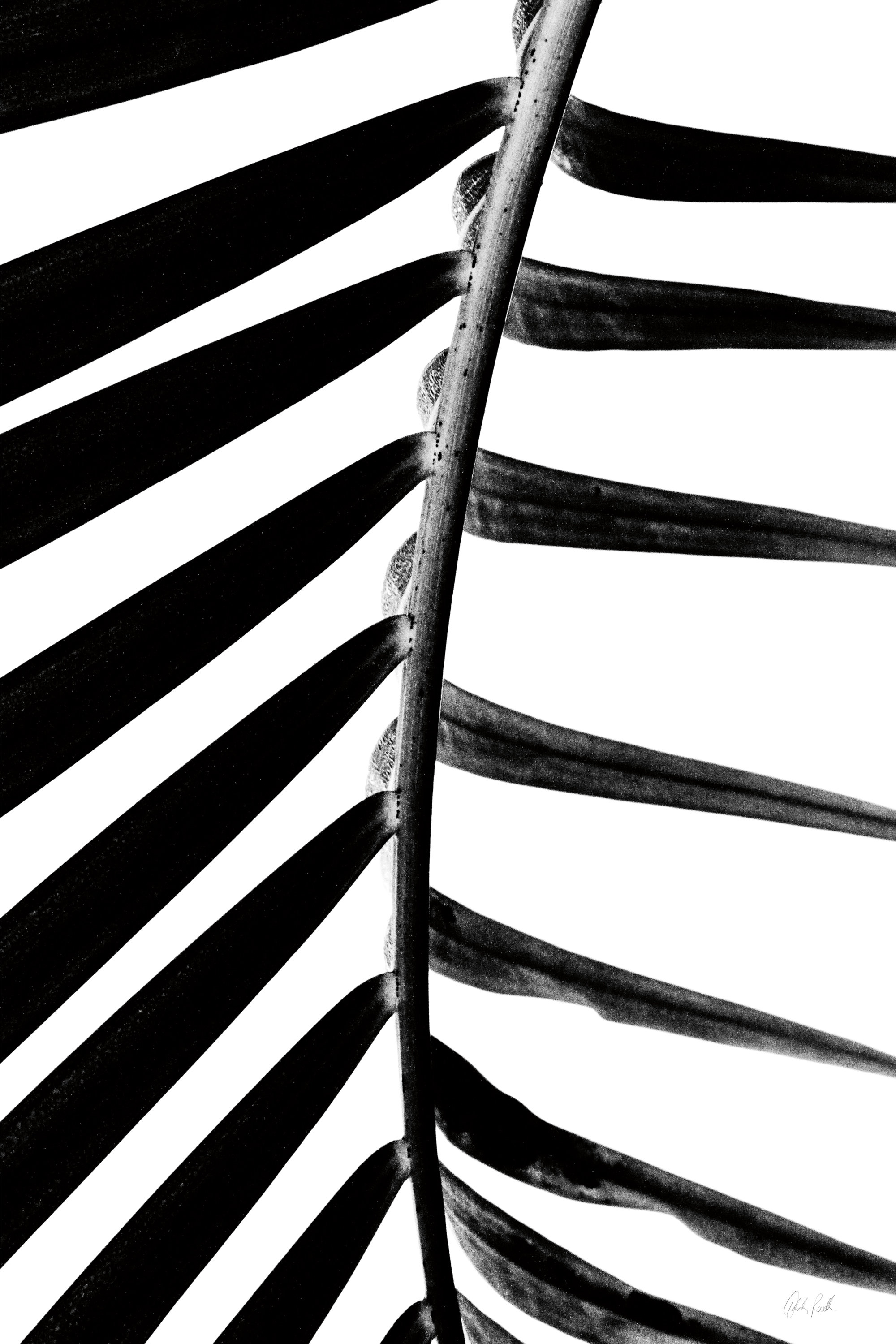 Bay Isle Home™ BW Fern IV by Deborah Revell | Wayfair