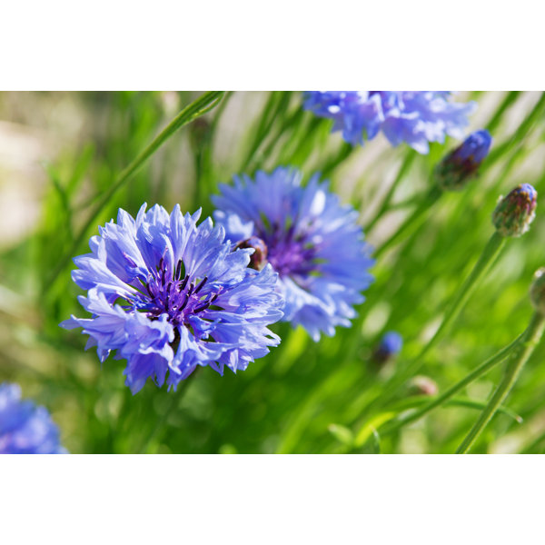 17 Stories Blue Cornflower - Print | Wayfair.co.uk