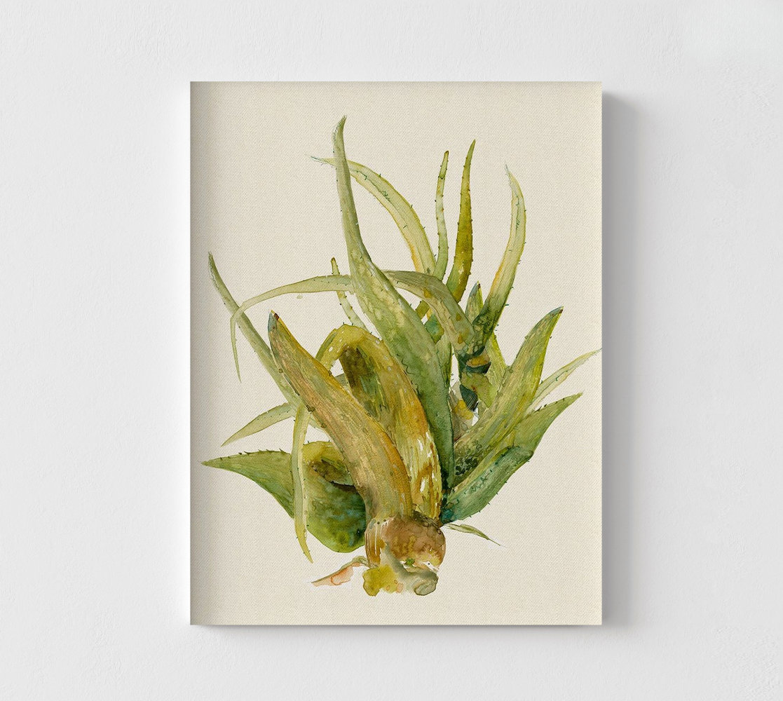 WeFrameArt Aloe Vera I By Maya Woods, Delicate Plant Illustration ...