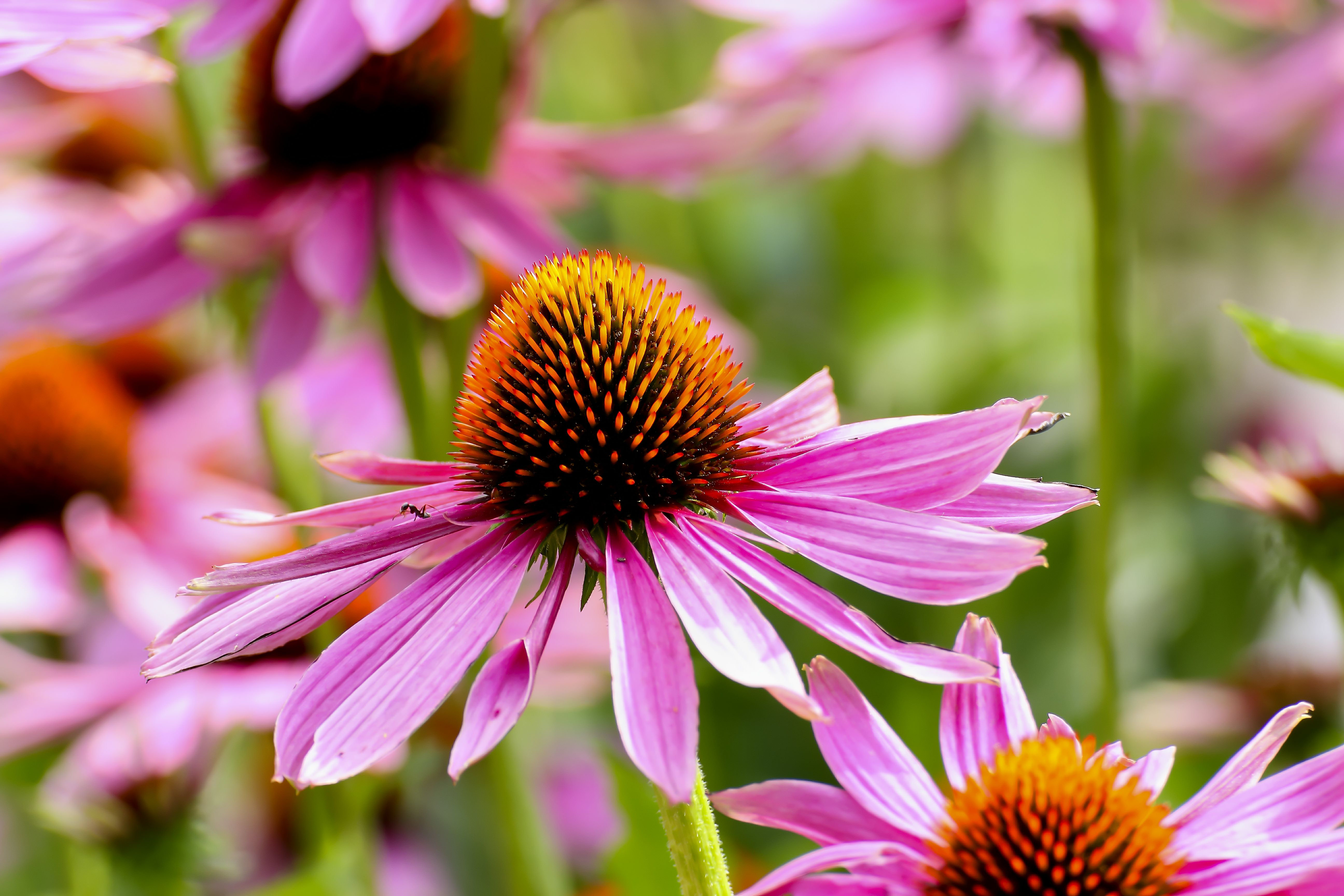 Ebern Designs Purple Coneflower - Wrapped Canvas Photograph | Wayfair