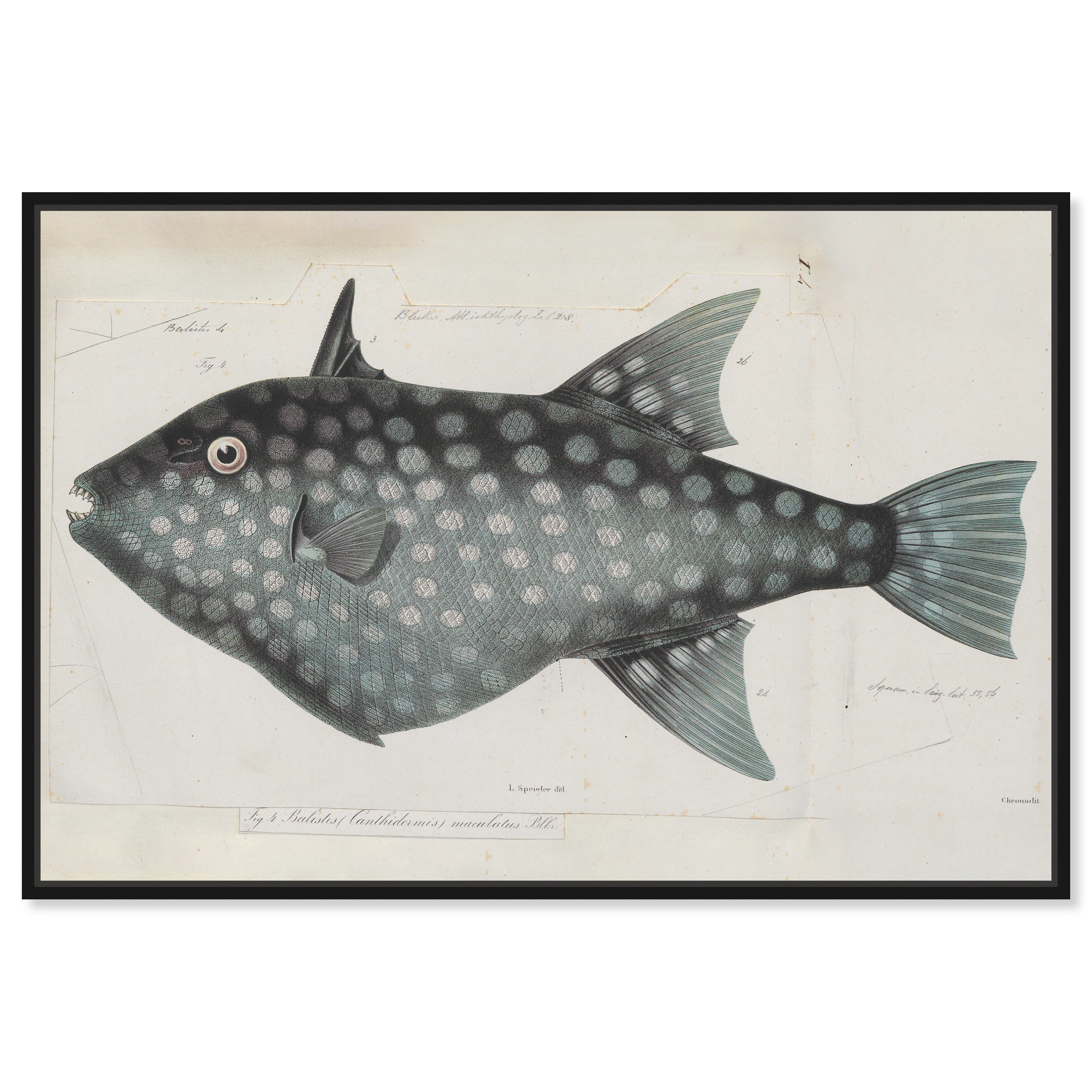 Oliver Gal Prints Triggerfish - Painting on Canvas | Wayfair