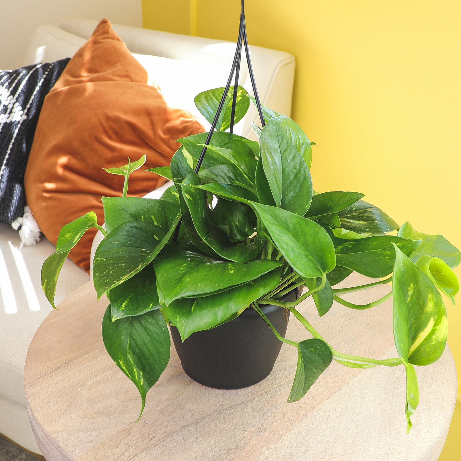 Hanging Golden Pothos
