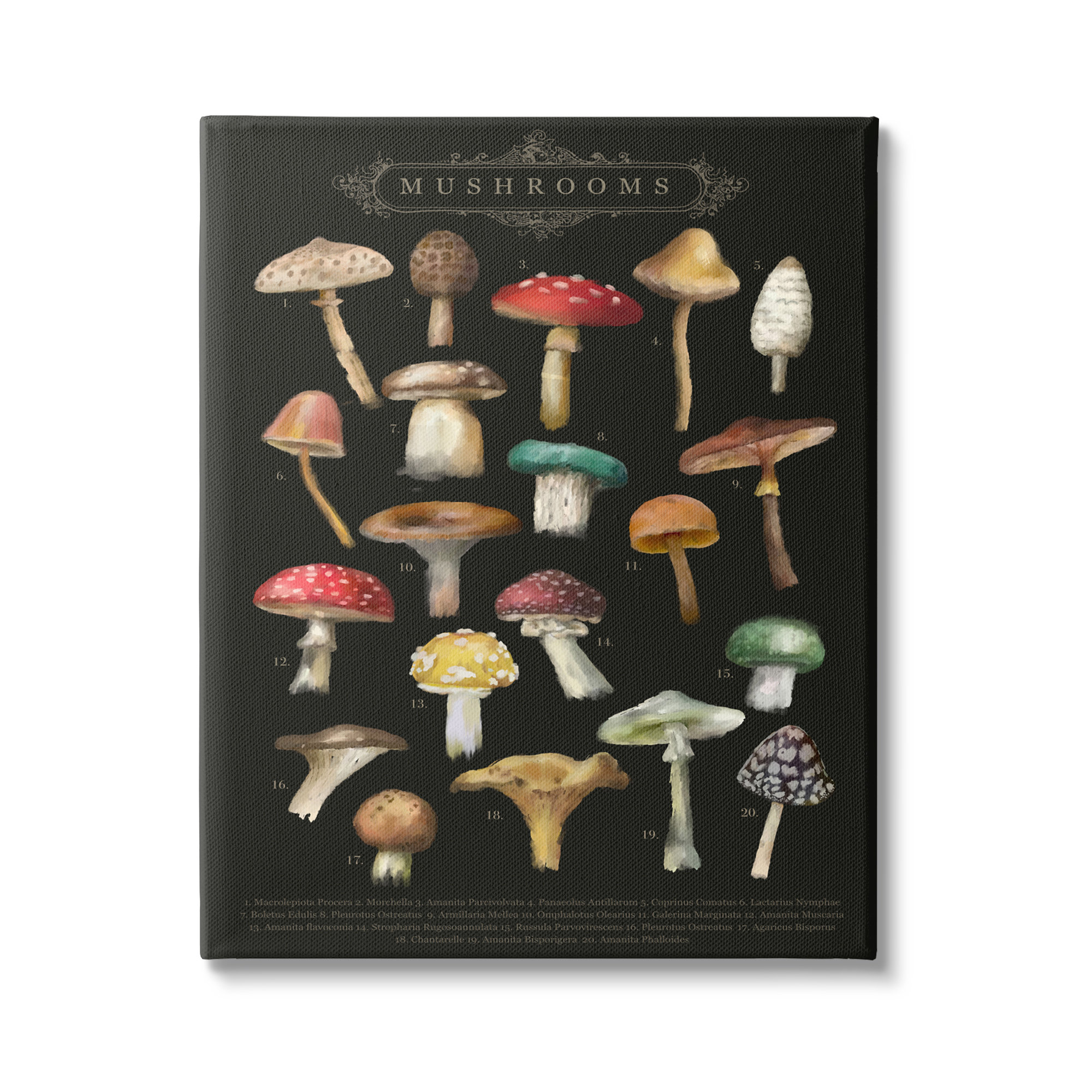 Stupell Industries Aw-130-Canvas Dark Informative Mushroom Chart On ...