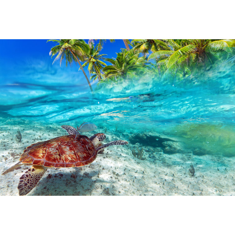 Bay Isle Home Caribbean Sea Scenery With Green Turtle On Canvas by ...