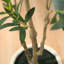 AllModern Altman Faux Olive Tree in White Planter, Lifelike Fake Olive ...