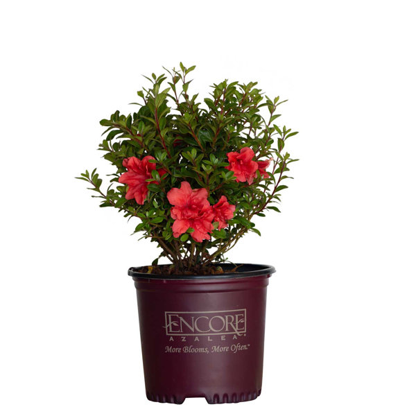 Encore Azalea 1 Gallon Autumn Princess Encore Azalea - Reblooming Shrub ...