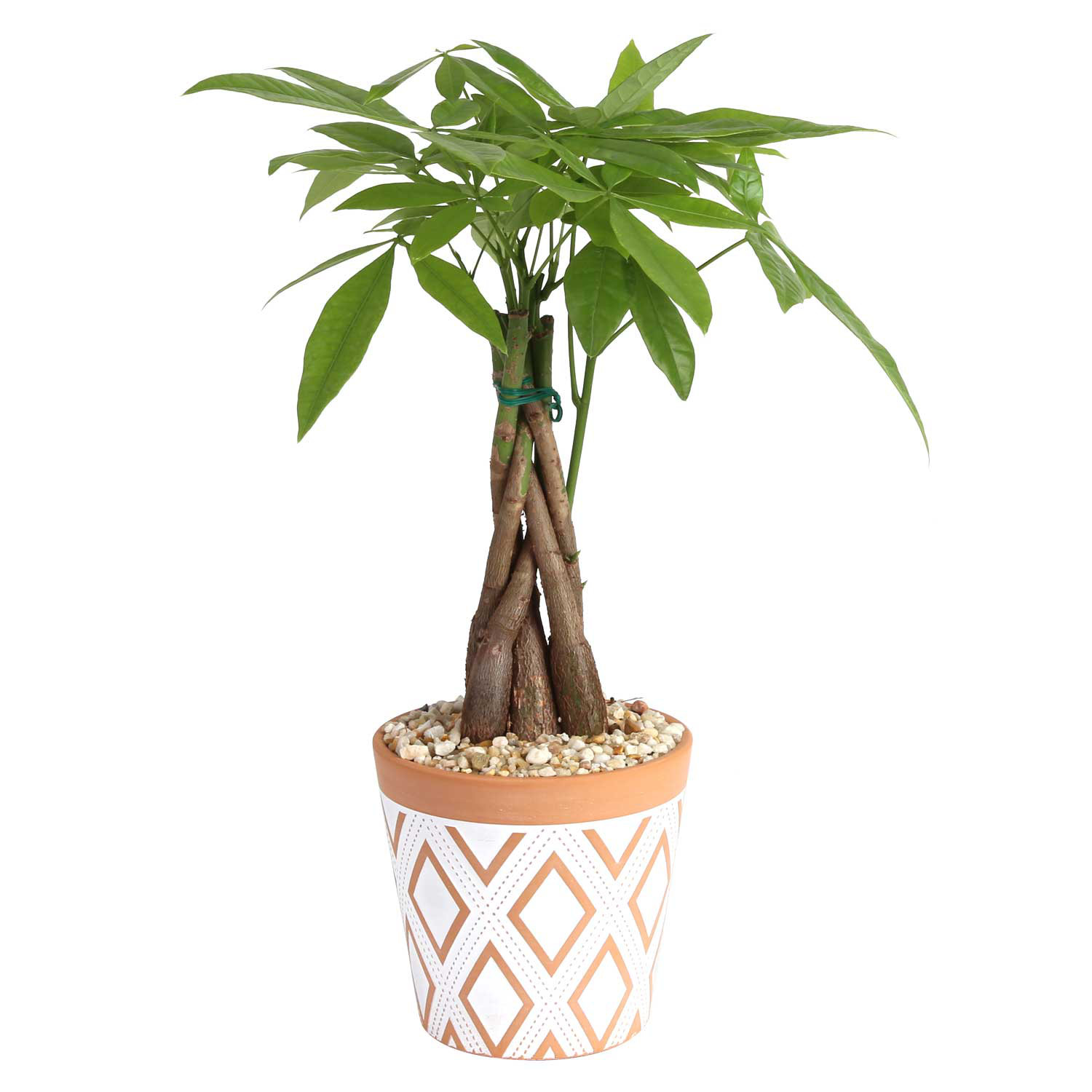 Costa Farms Indoor Money Tree Pachira Braid House Plant in 6-inch Décor ...
