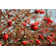 17 Stories Rose Hips - Print | Wayfair.co.uk