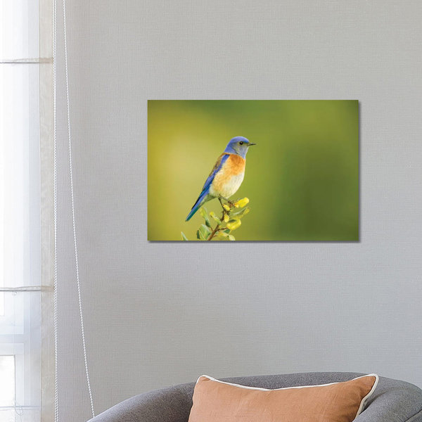 Brayden Studio Male Western Bluebird Sitting On The Top Of A Tree, San ...