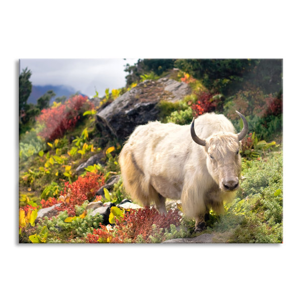 Union Rustic Beautiful Yak Himalayas - No Frame Print on Glass ...