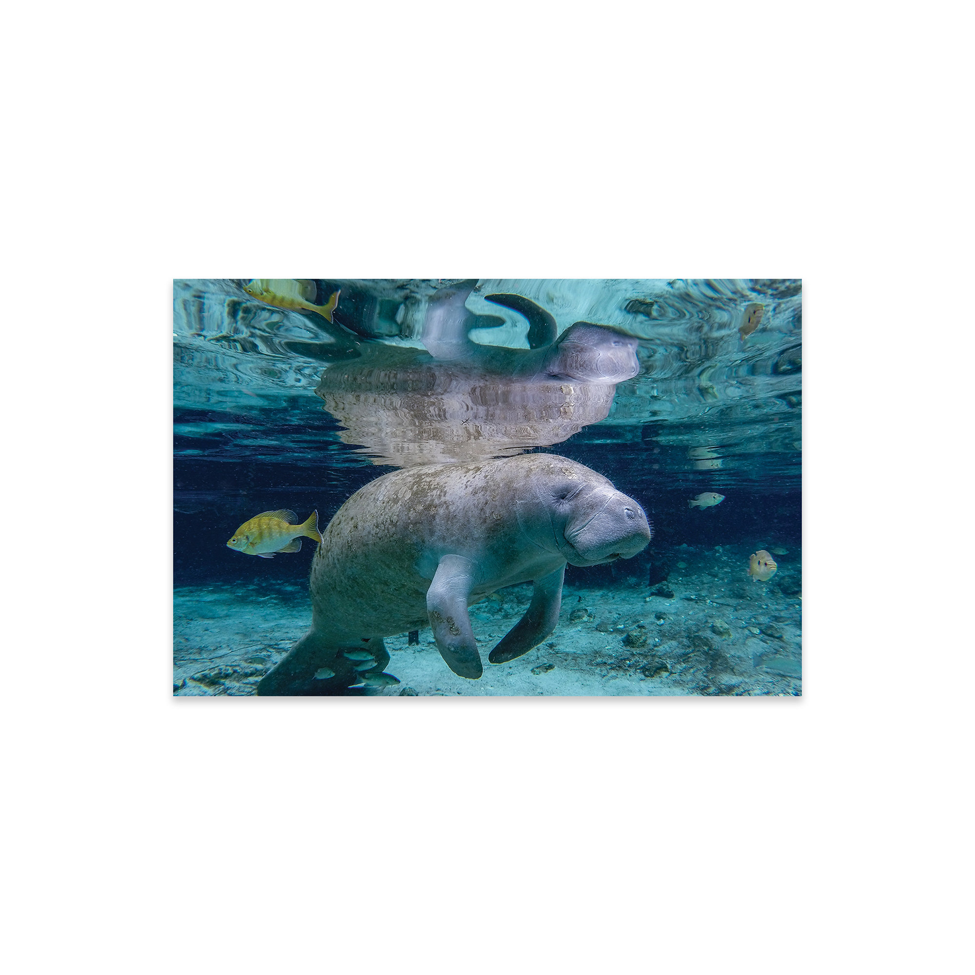 Dovecove Gavan Florida Manatee On Plastic / Acrylic by Eric Fisher ...