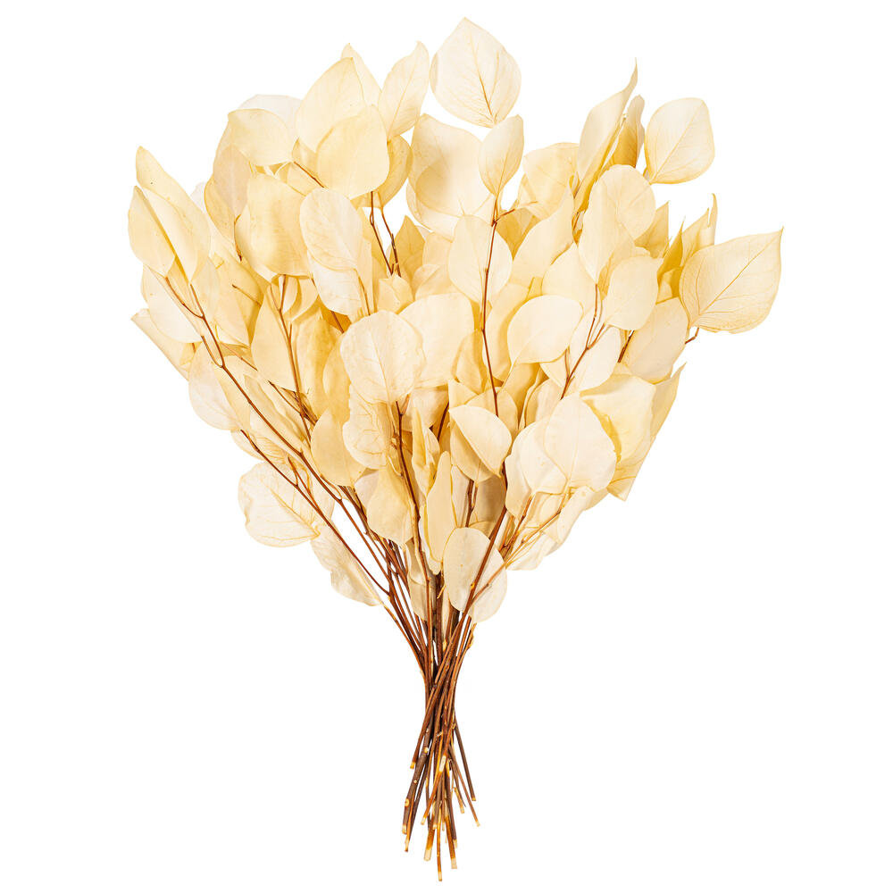 Dakota Fields 18-20" x 8" Natural Preserved Bleached Populous ...