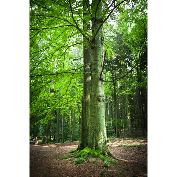 Alpen Home Old Beech Tree by TommL - No Frame Print on Canvas | Wayfair ...