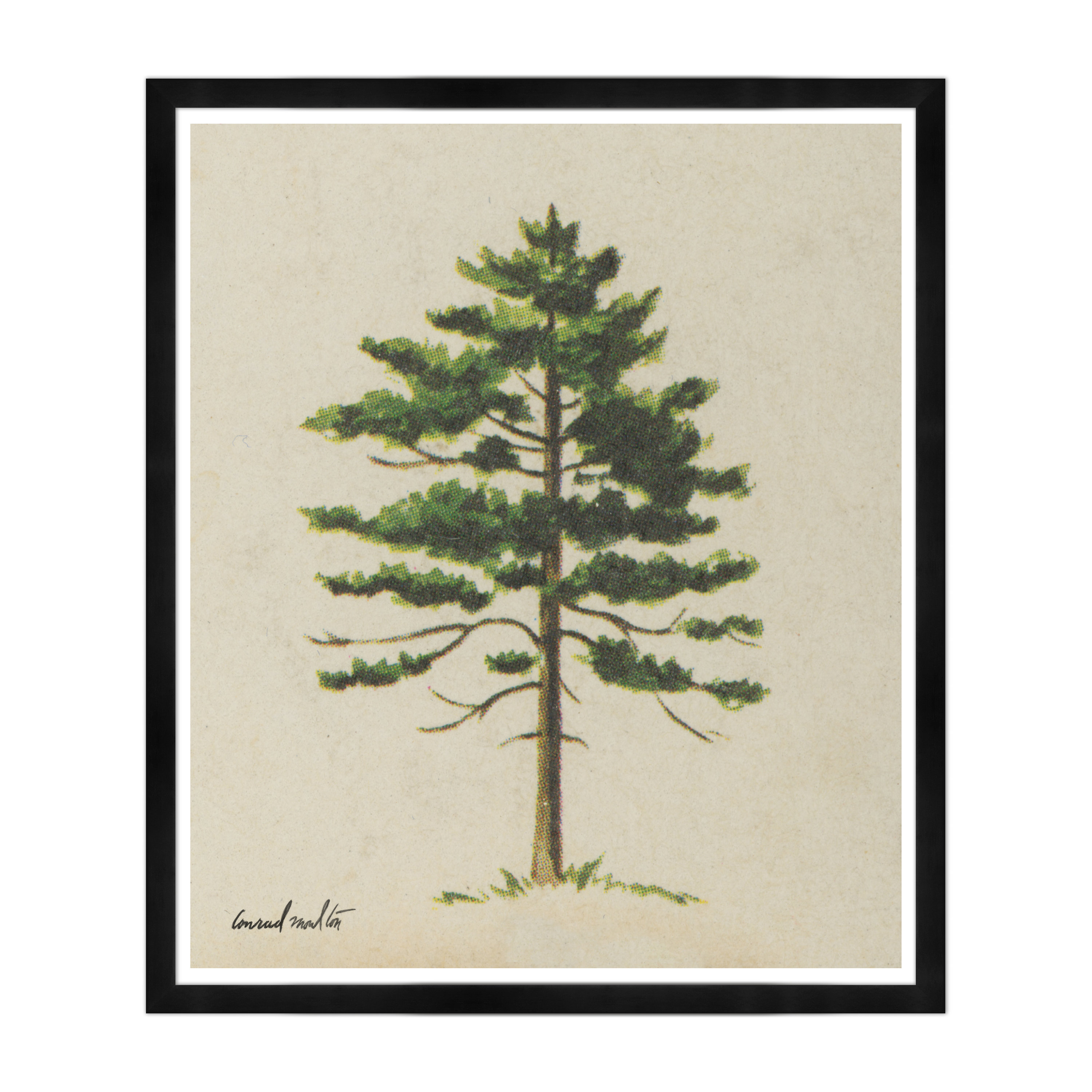 TK Home Cedar With White Frame | Perigold