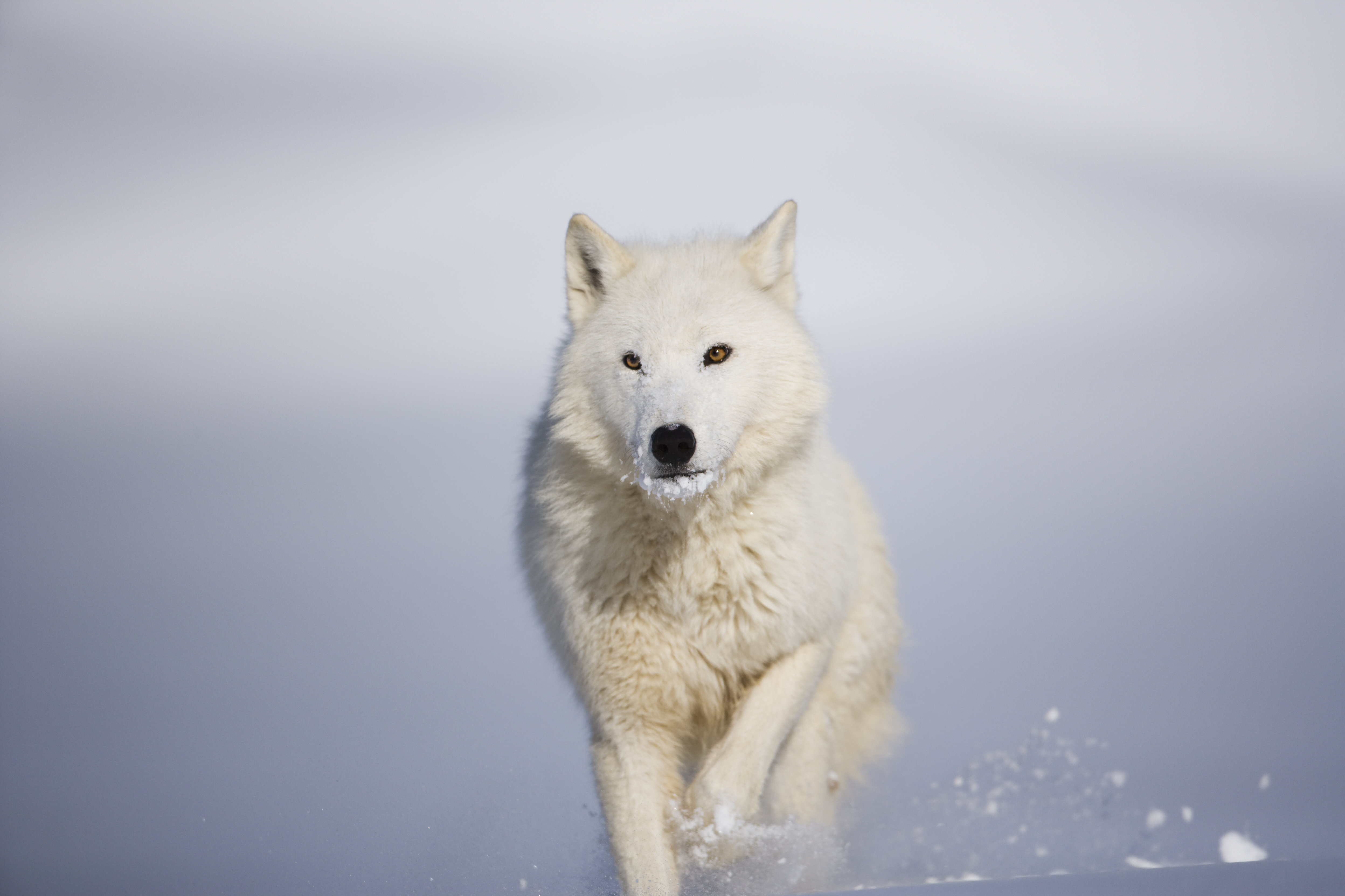Ebern Designs Arctic Wolf in Winter by Jimkruger | Wayfair