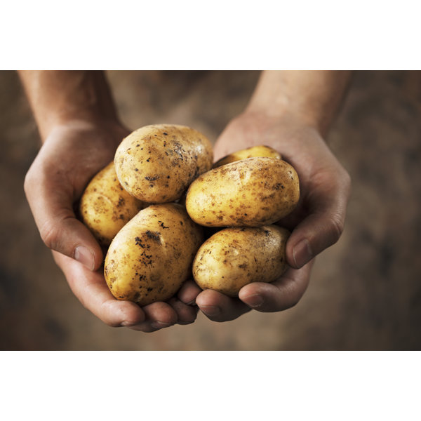Ebern Designs Potatoes by Stocksnapper - Wrapped Canvas Print | Wayfair ...
