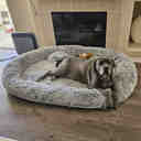 Archie & Oscar™ Marston Human Dog Bed, 72"×48"×10" Human Dog Bed With ...