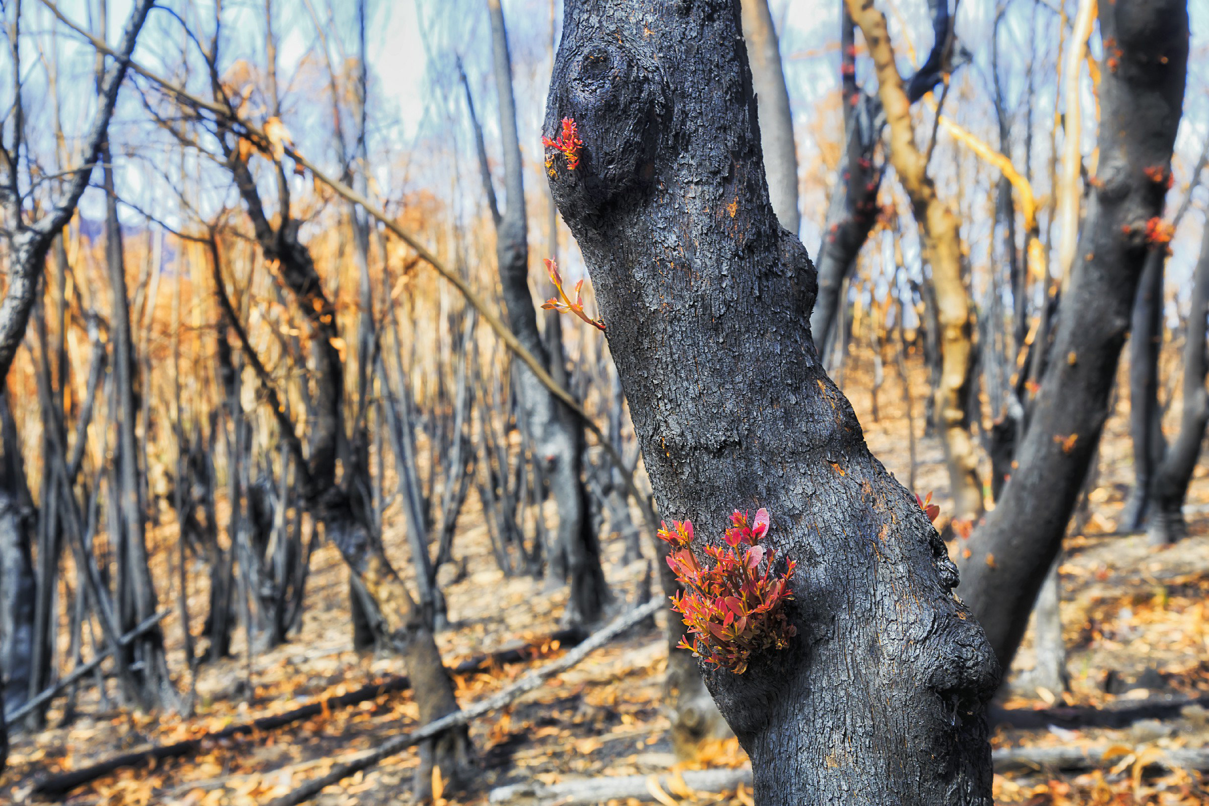 Millwood Pines Burnt Trunk Sprouts - Wayfair Canada