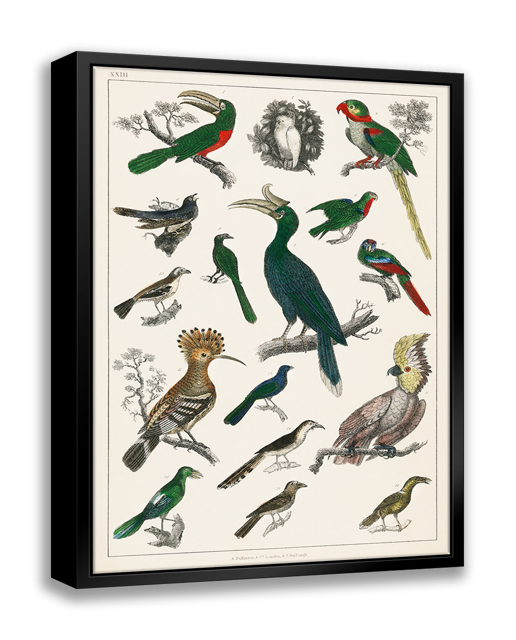 ATX Art Group LLC Various Type of Birds II - Floater Frame Graphic Art ...