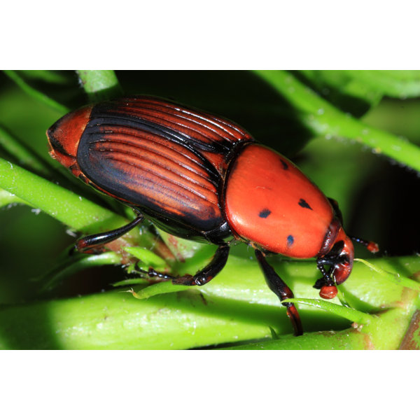 Brambly Cottage Weevil - Wrapped Canvas Art Prints | Wayfair.co.uk