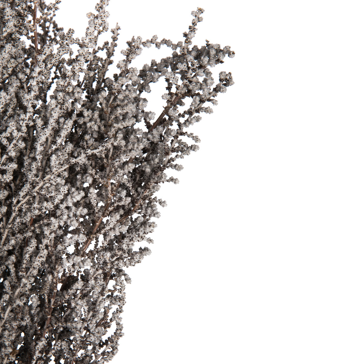 Primrue All Natural Stoebe Bundle, Preserved 14"-18" Stoebe Bundle ...